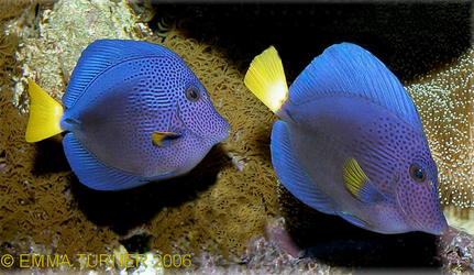 Yellow Tailed Purple Tang-Zebrasoma xanthurum