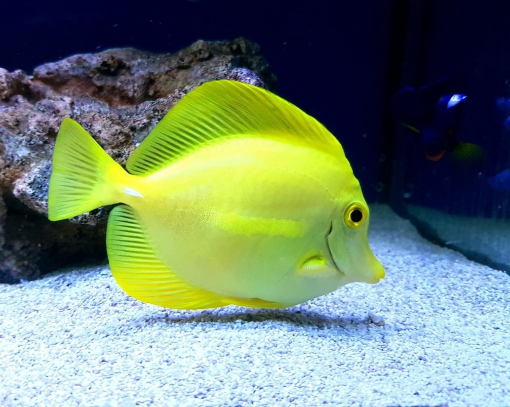 Yellow Tang-Zebrasoma flavescens