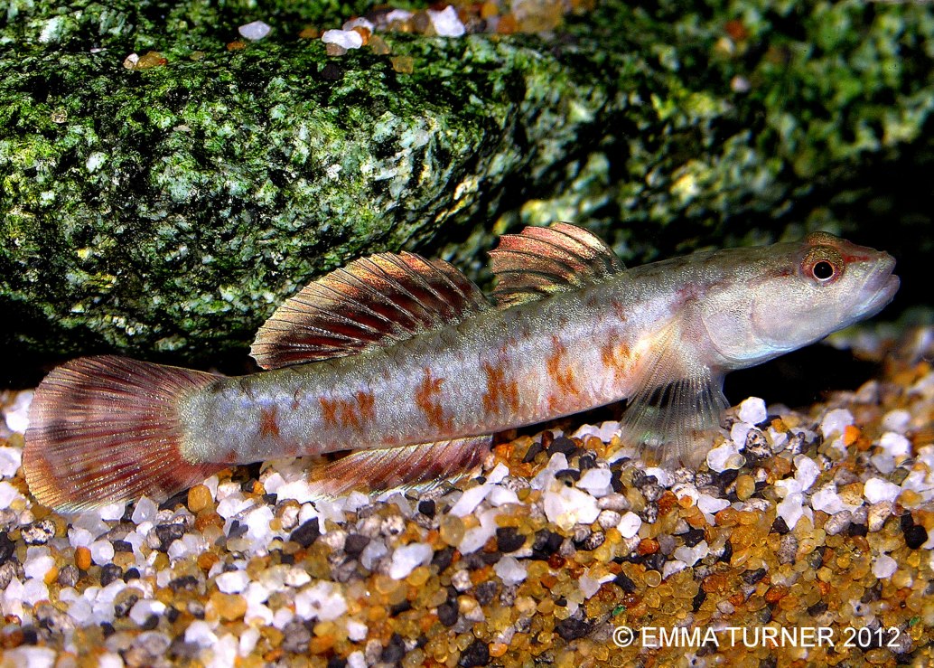Zhou's Scarlet Goby-Rhinogobius zhoui