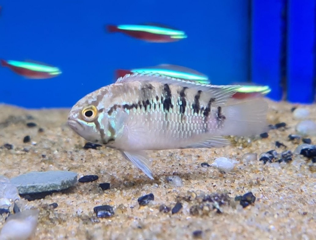 Zebra Acara - Ivanacara adoketa