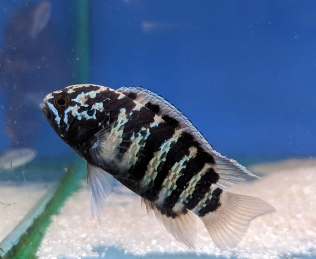 Zebra Acara - Ivanacara adoketa