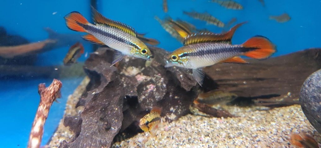 Agassiz's Apisto-Apistogramma agassizii
