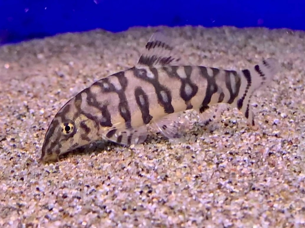 Yoyo Loach-Botia almorhae