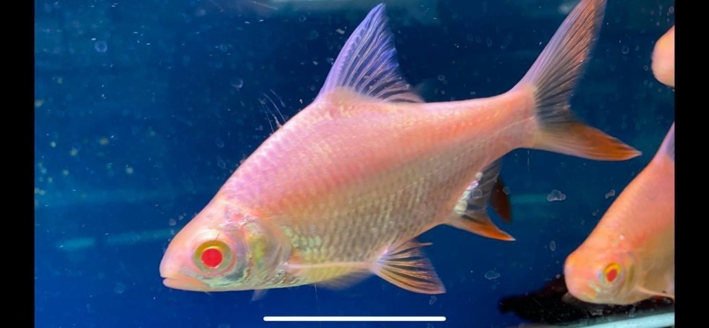 Red-tailed Tinfoil Barb-Barbonymus altus