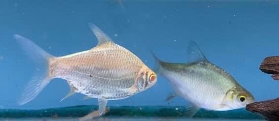 Red-tailed Tinfoil Barb-Barbonymus altus