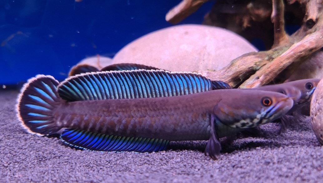 Rao's Snakehead - Channa andrao