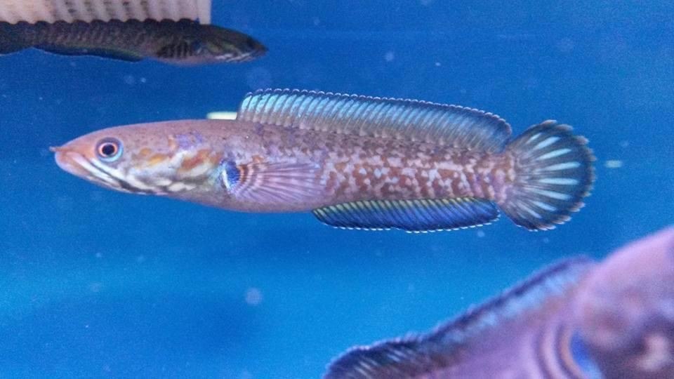 Rao's Snakehead - Channa andrao