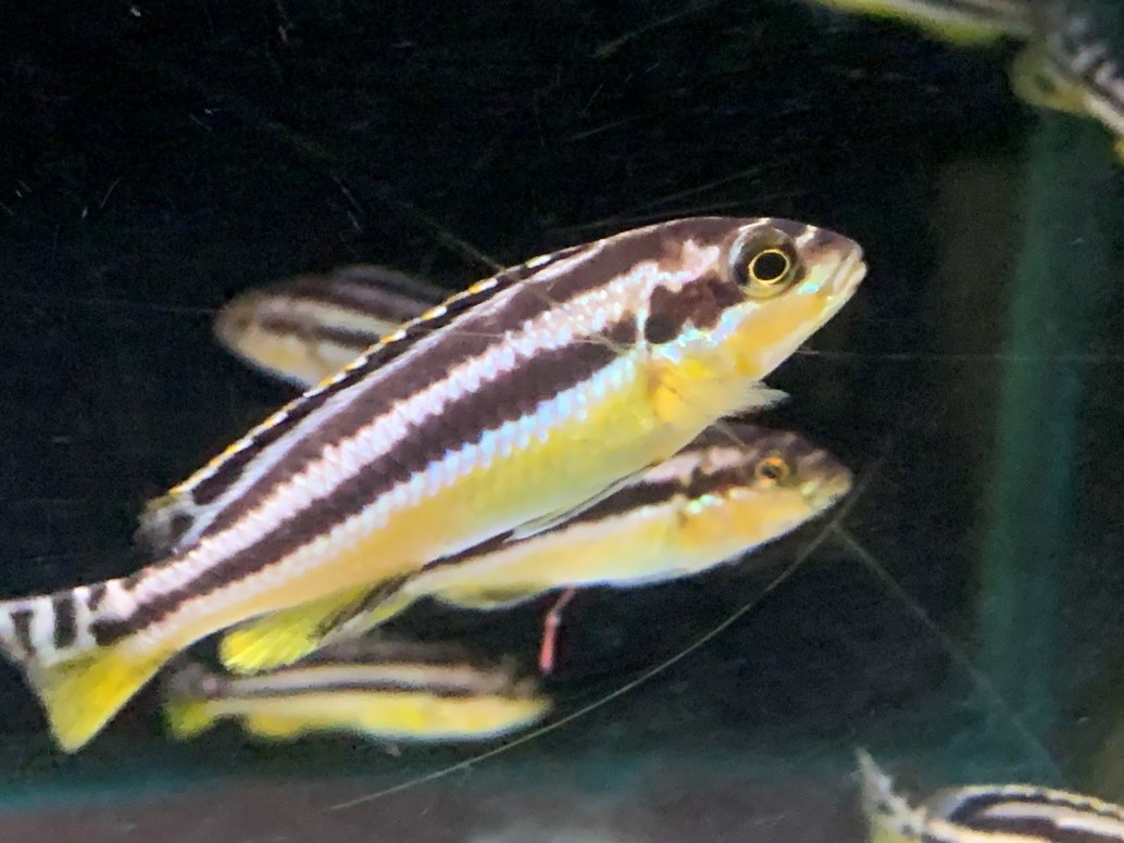 Auratus-Melanochromis auratus