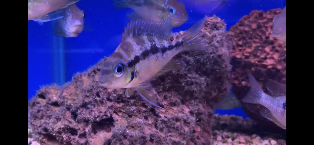 Aureus - Thorichthys aureus