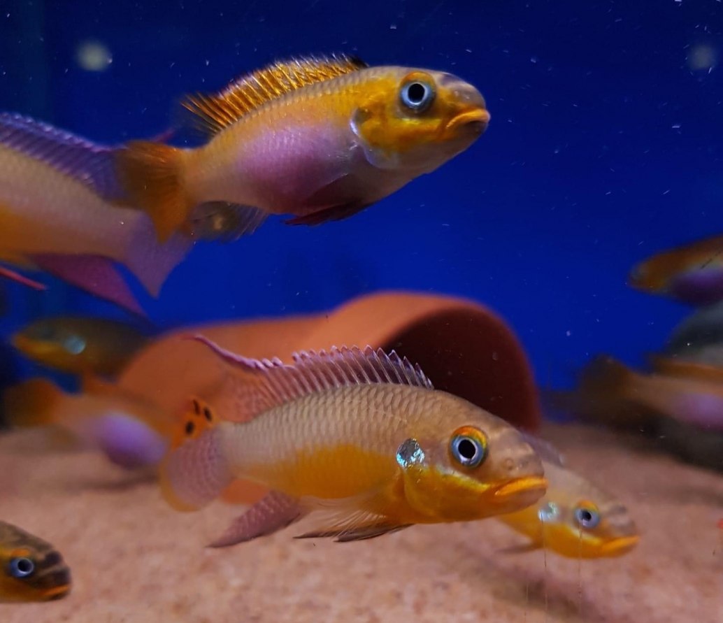 Cameroon krib - Pelvicachromis kribensis