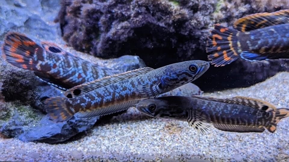 Rainbow Snakehead-Channa bleheri