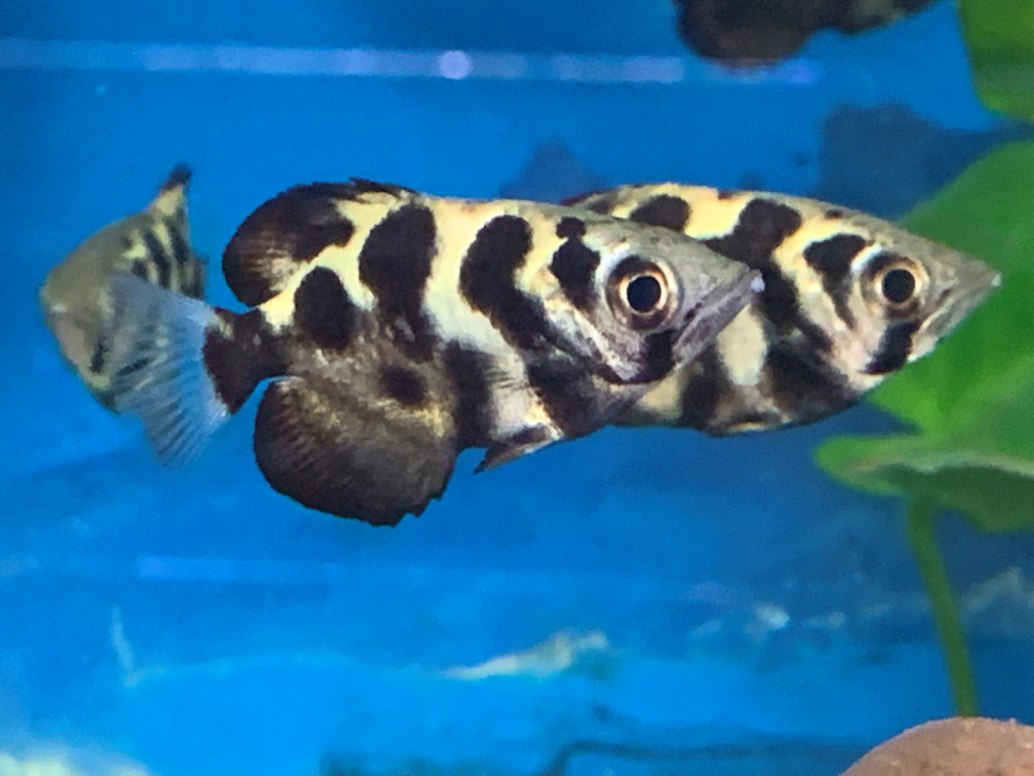 Golden Freshwater Archerfish-Toxotes blythii