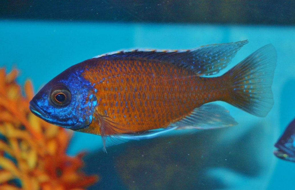 Red Fin Kadango-Copadichromis borleyi