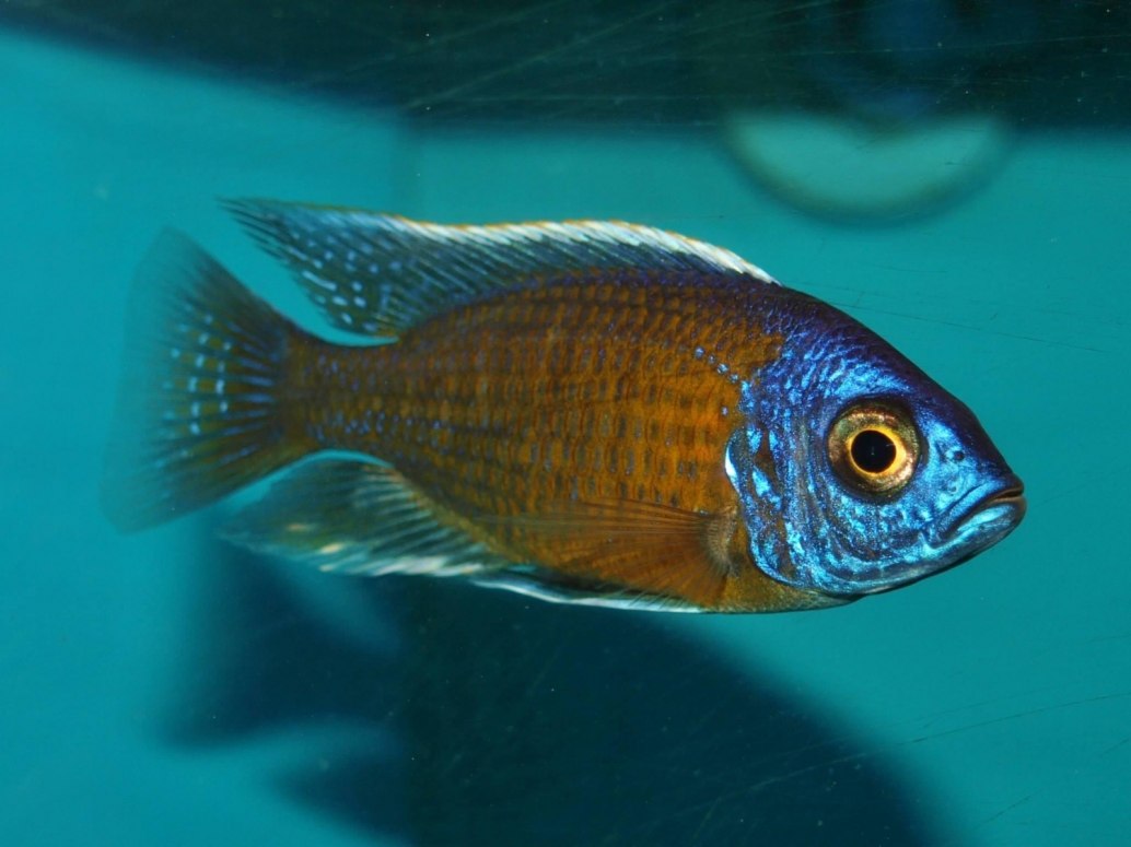 Red Fin Kadango-Copadichromis borleyi