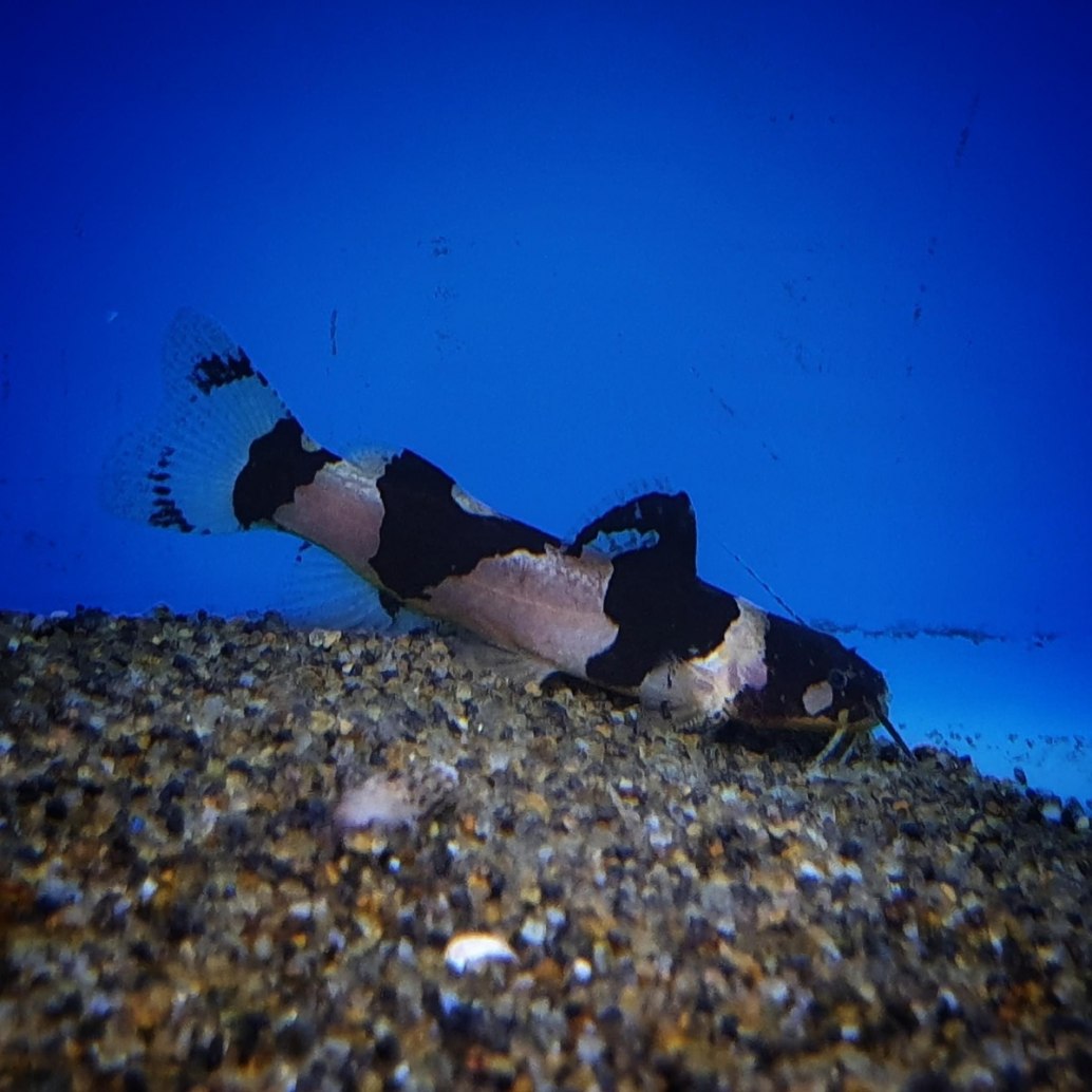 South American Bumblebee Catfish-Microglanis iheringi