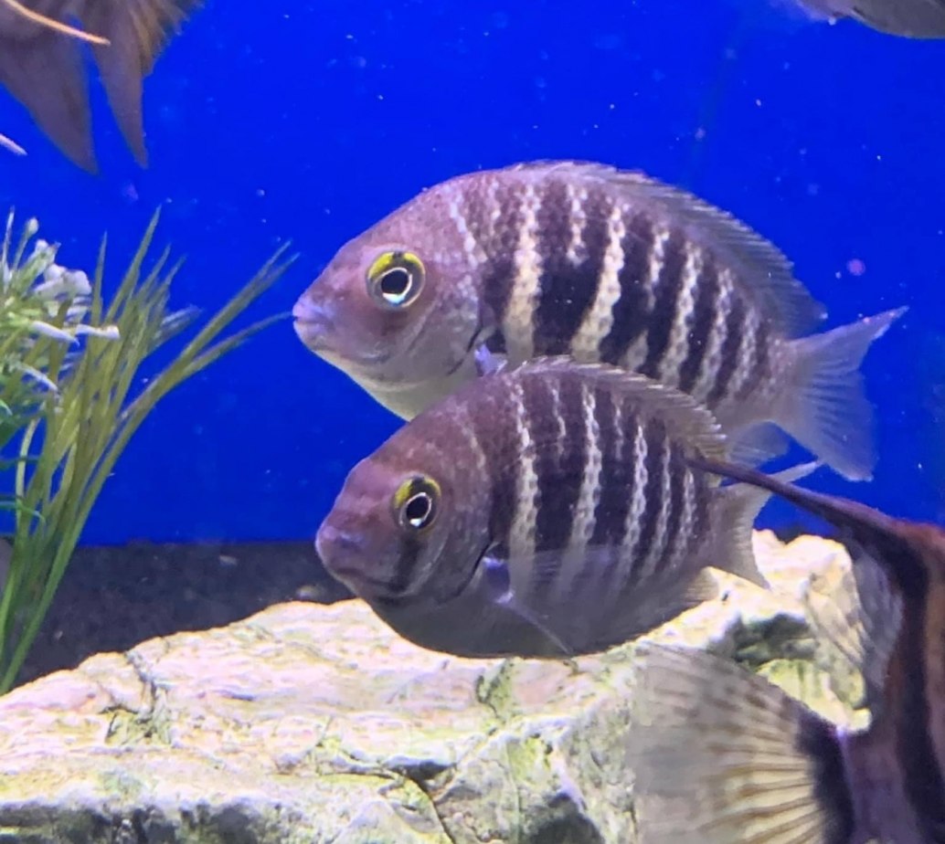 Canara Pearlspot Chromide-Etroplus canarensis