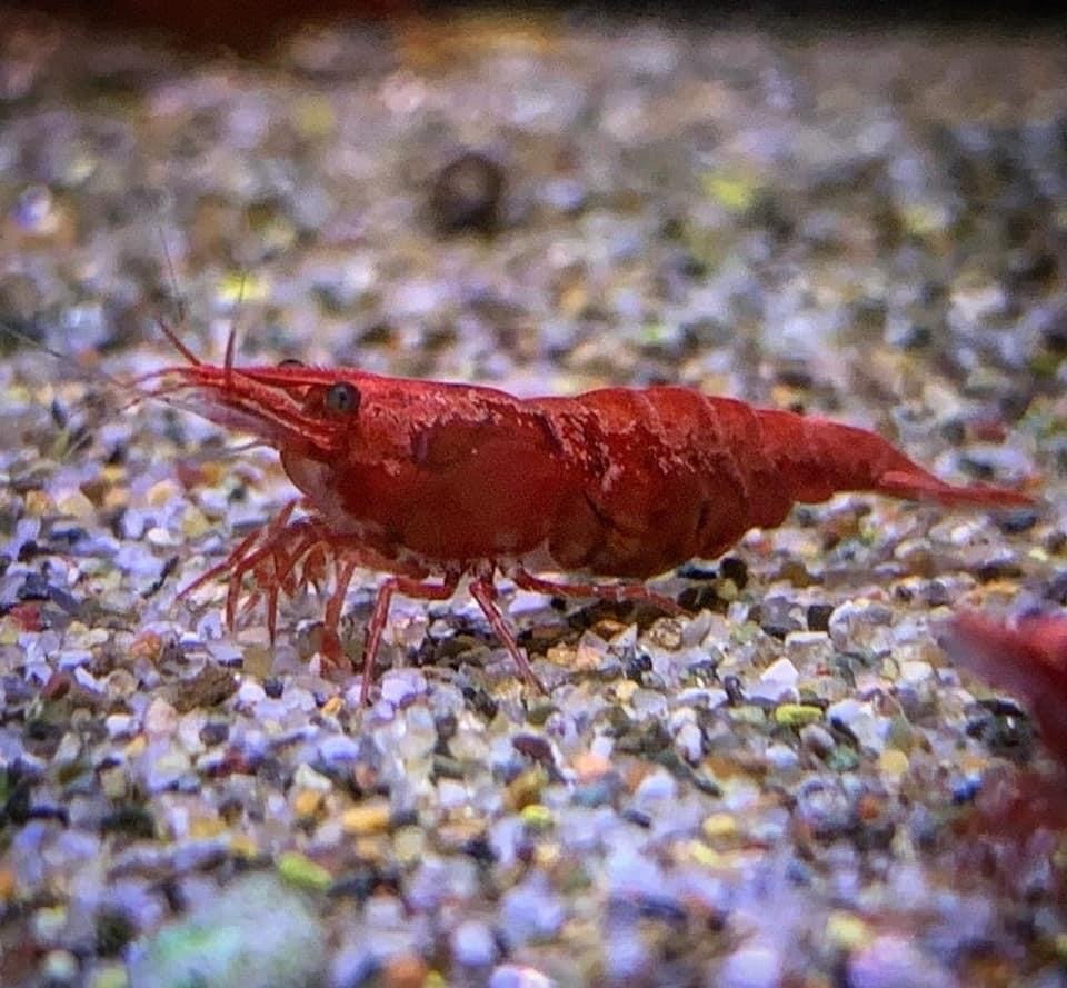 Cherry Shrimp-Neocaridina davidi red