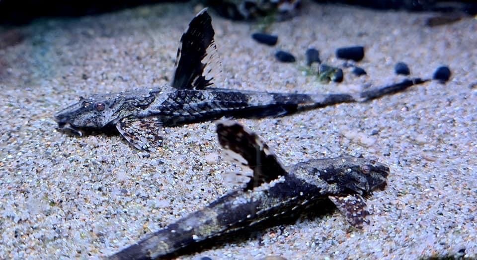 Whiptail Catfish-Rineloricaria lanceolata