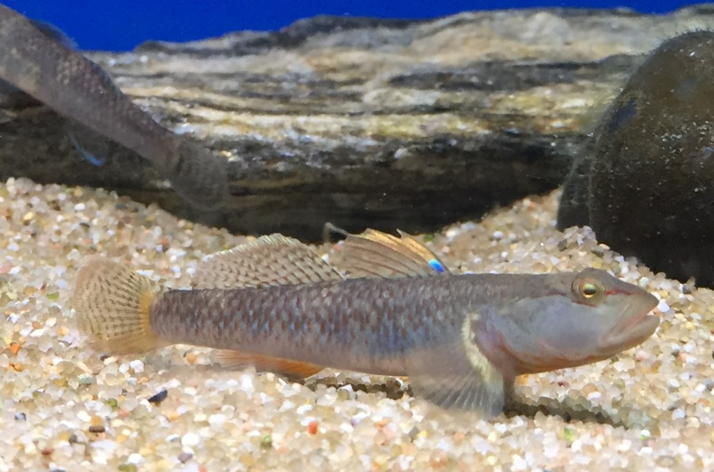 Pope's River Goby - Rhinogobius cliffordpopei