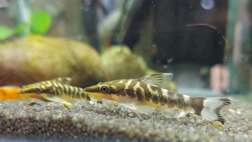 Zebra Oto-Otocinclus cocama