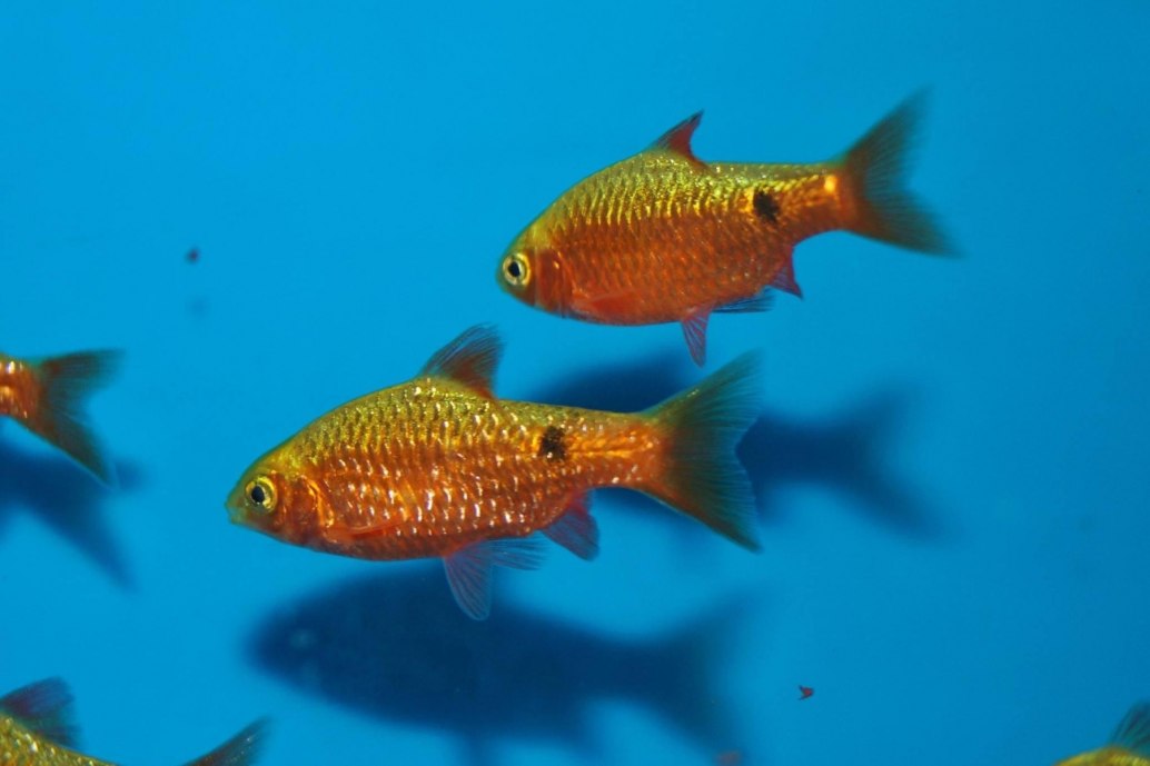 Rosy Barb-Pethia conchonius