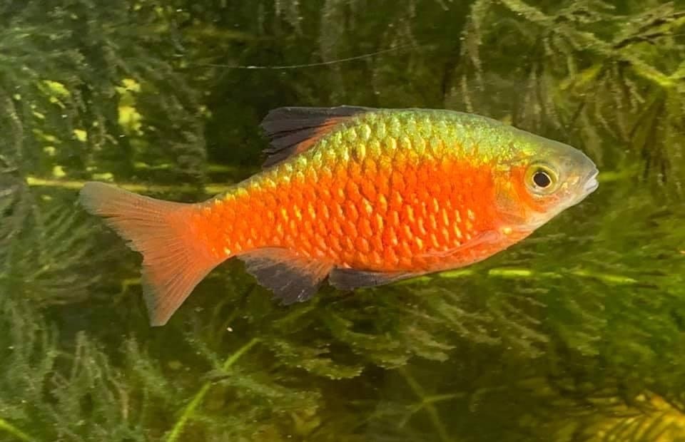 Rosy Barb-Pethia conchonius