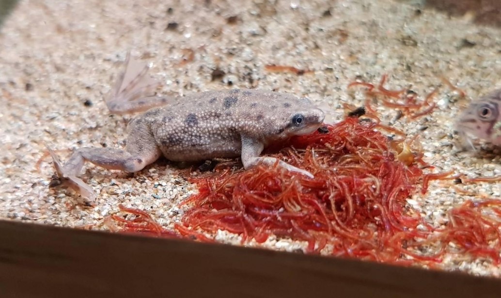 African Dwarf Frog-Hymenochirus