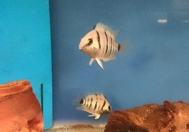 Cutter's Blue Eye Cichlid - Cryptoheros cutteri