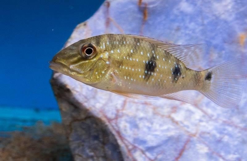 Threespot Eartheater-Satanoperca daemon