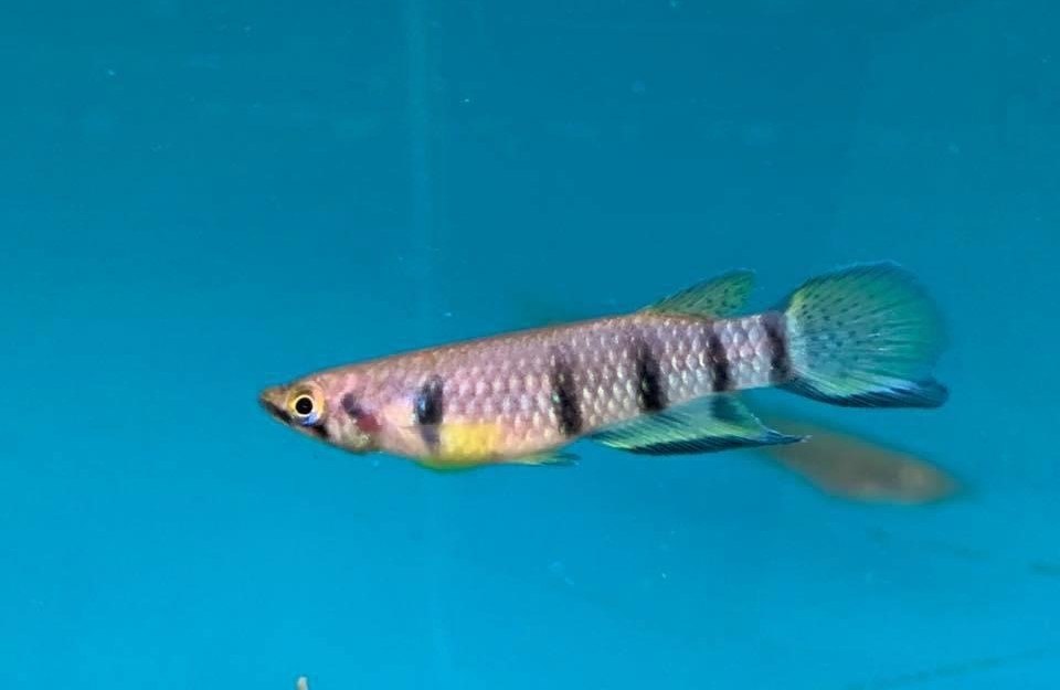 Firemouth Panchax-Epiplatys dageti