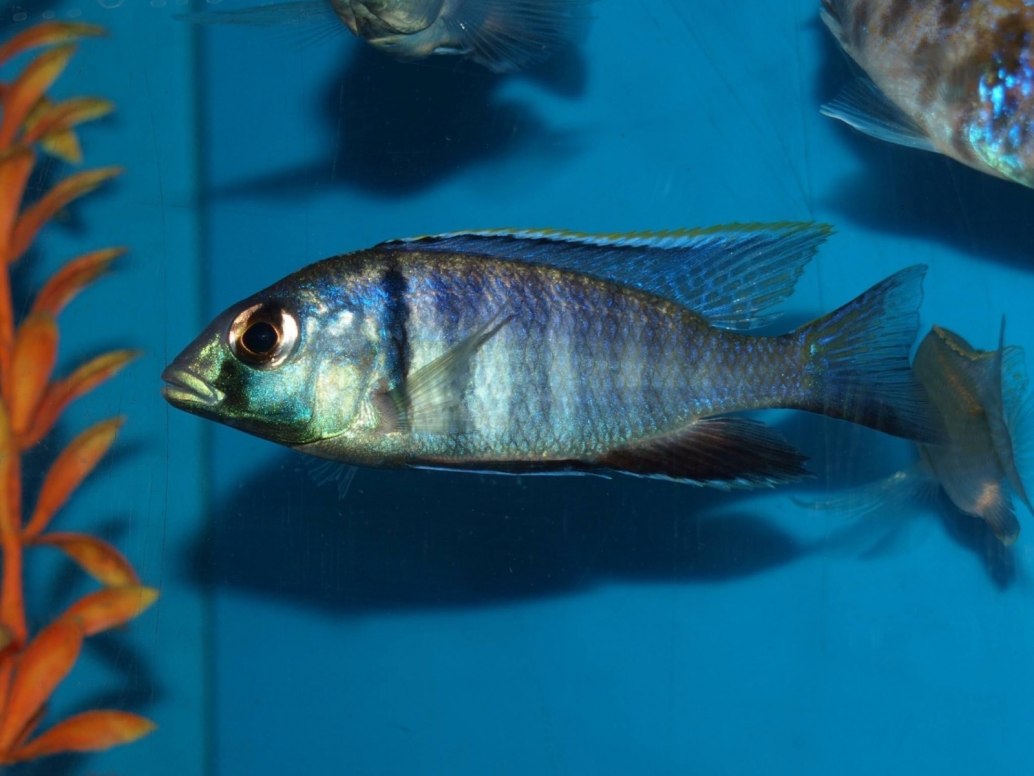 Deepwater Hap-Placidochromis electra