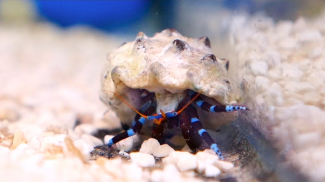 Electric Blue Hermit Crab - Calcinus elegans