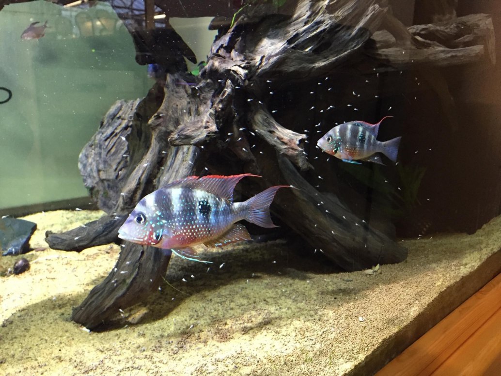 Ellioti Cichlid-Thorichthys ellioti