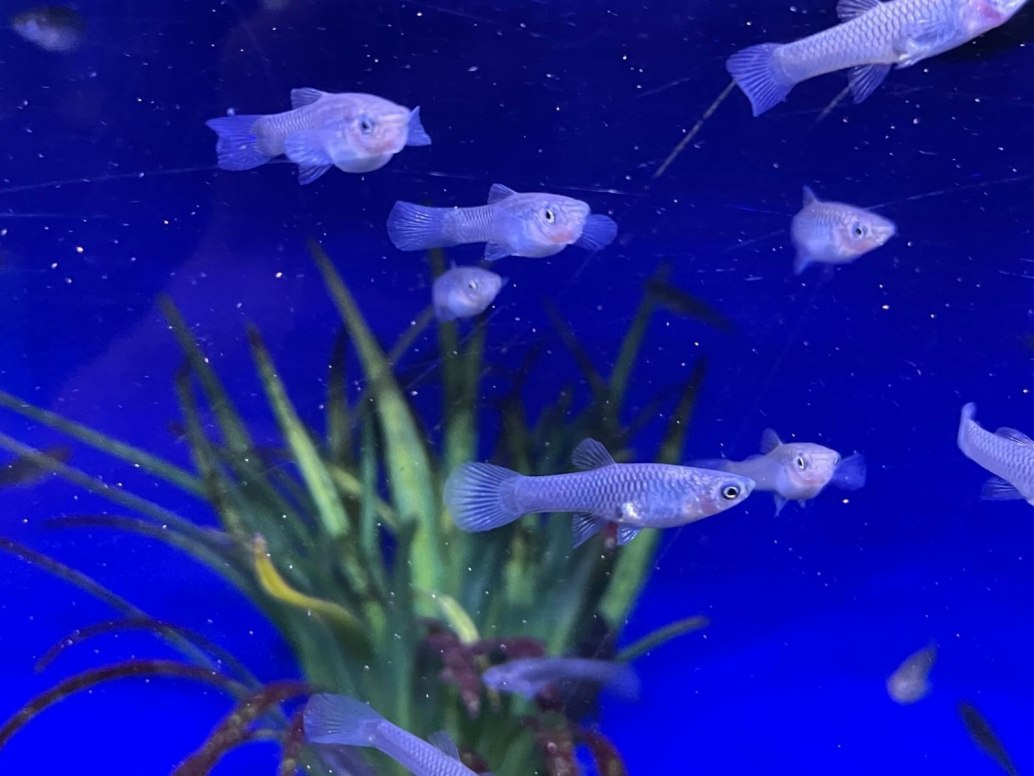 Endler"™s Guppy-Poecilia wingei