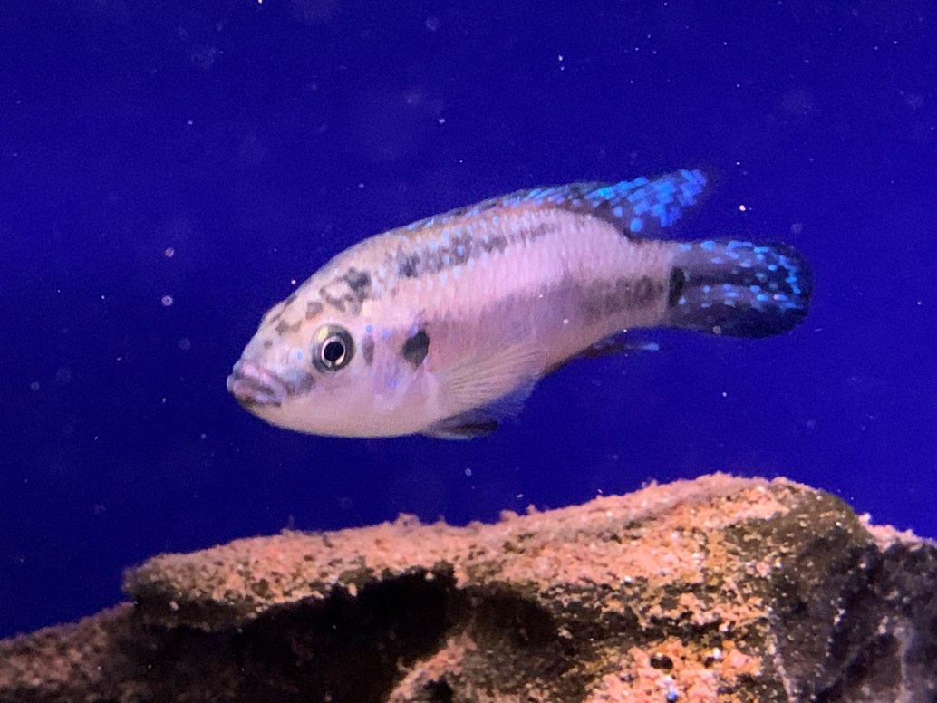 Turkana Jewel Cichlid-Rubricatochromis exsul