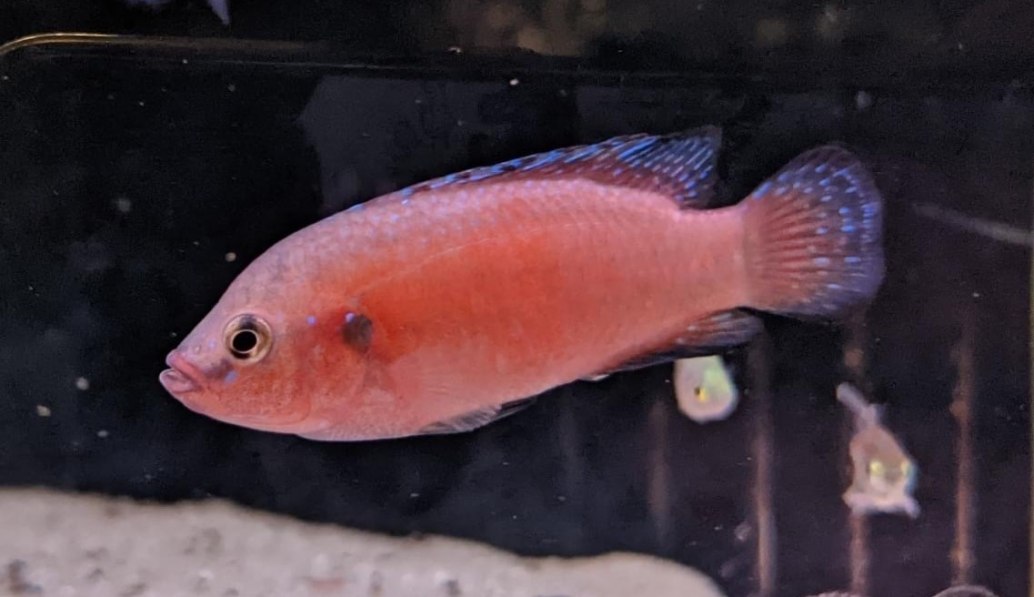 Turkana Jewel Cichlid-Rubricatochromis exsul