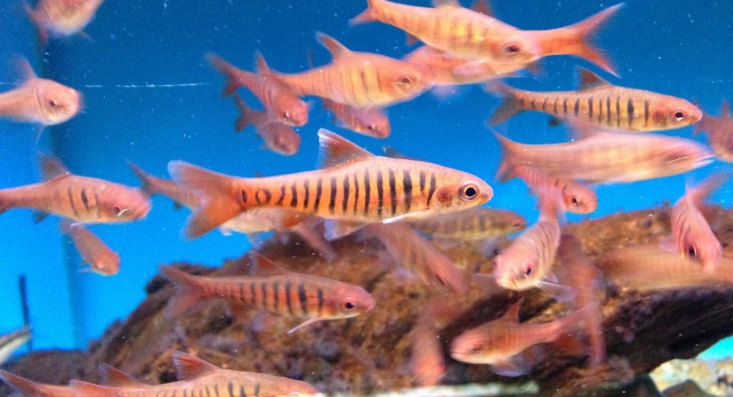 Barilioides Barb-Enteromius fasciolatus