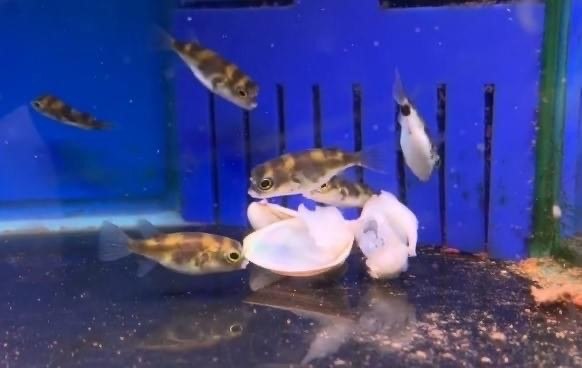 South American Puffer-Sphoeroides asellus