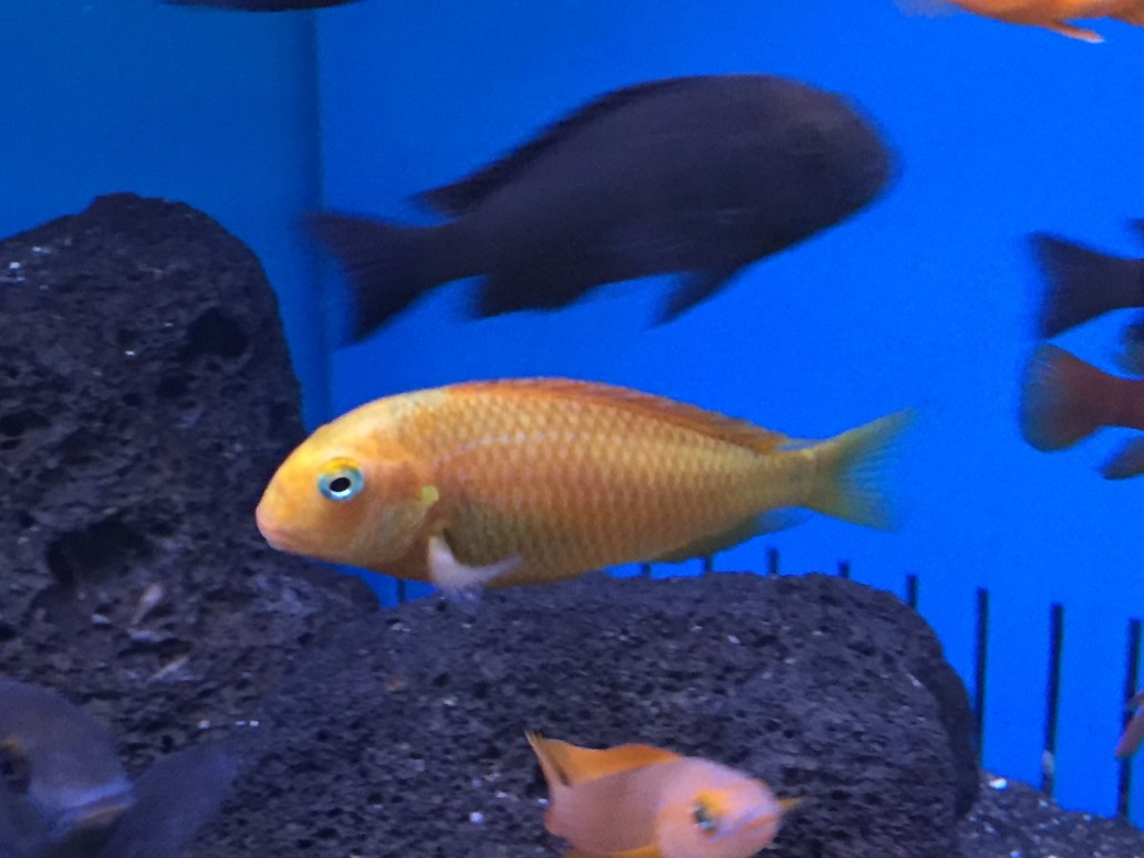 Firecracker Tropheus-Tropheus moliro