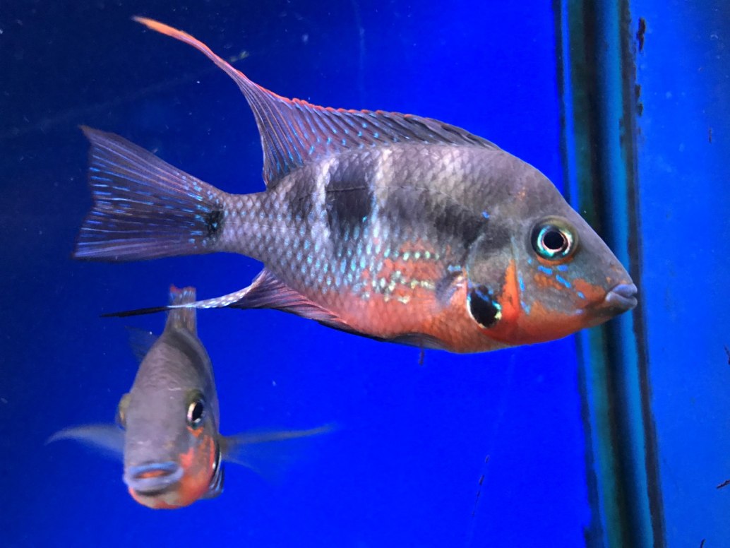 Firemouth Cichlid-Thorichthys meeki