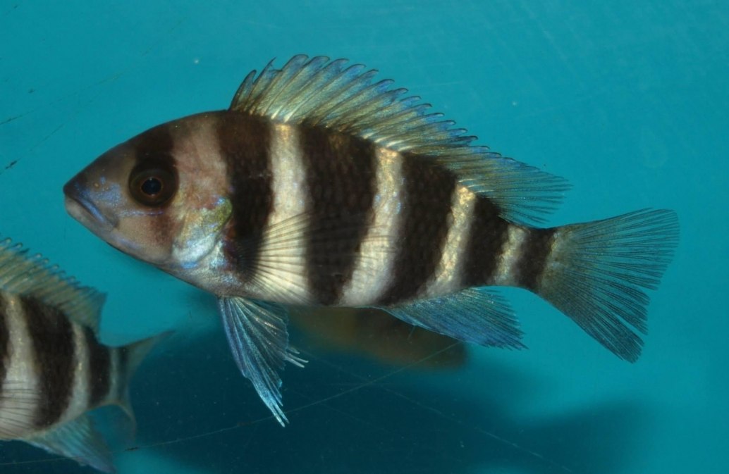 Frontosa Cichlid-Cyphotilapia frontosa