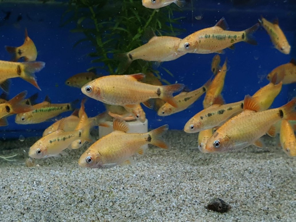 Gold Barb-Barbodes semifasciolatus