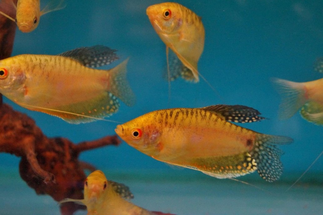 Gold Gourami-Trichopodus trichopterus