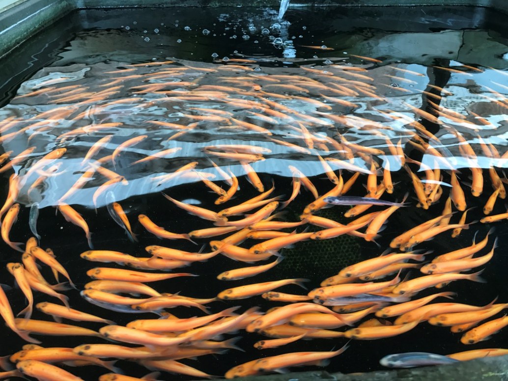 Golden Orfe-Leuciscus idus