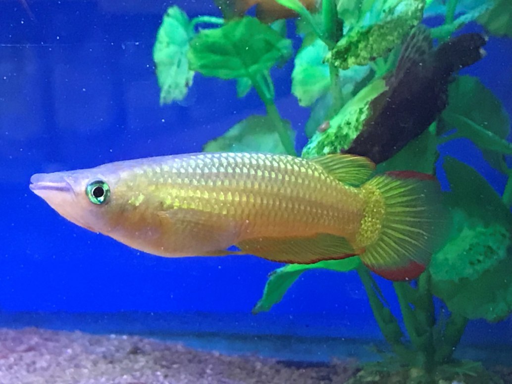 Golden Wonder Panchax-Aplocheilus lineatus gold
