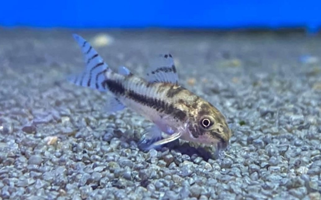 Salt & Pepper Cory-Corydoras habrosus