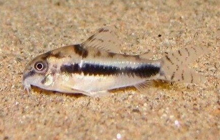 Salt & Pepper Cory-Hoplisoma habrosum