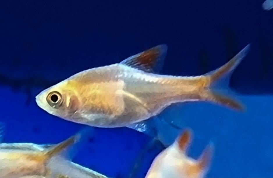 Harlequin Rasbora-Trigonostigma heteromorpha