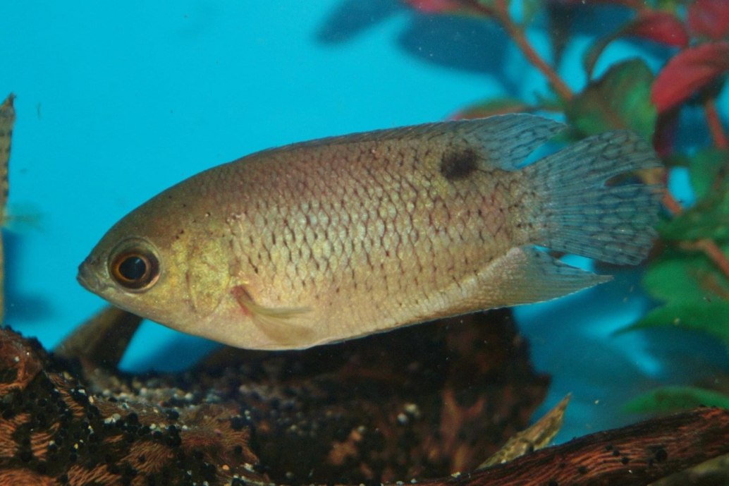 Combtail-Belontia signata