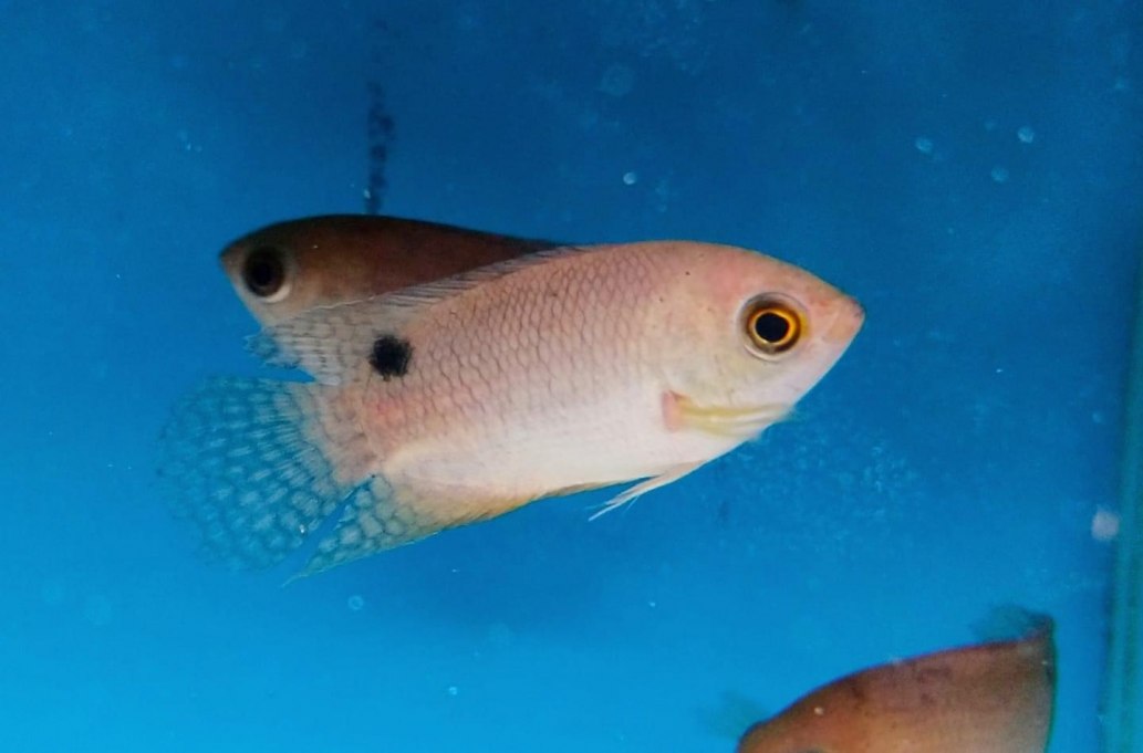 Combtail-Belontia signata